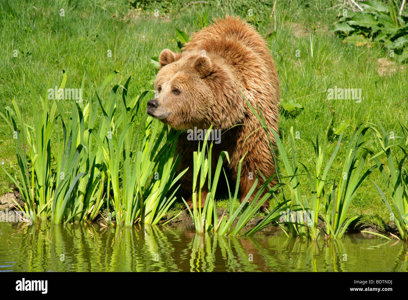 German bear animal hi-res stock photography and images - Alamy