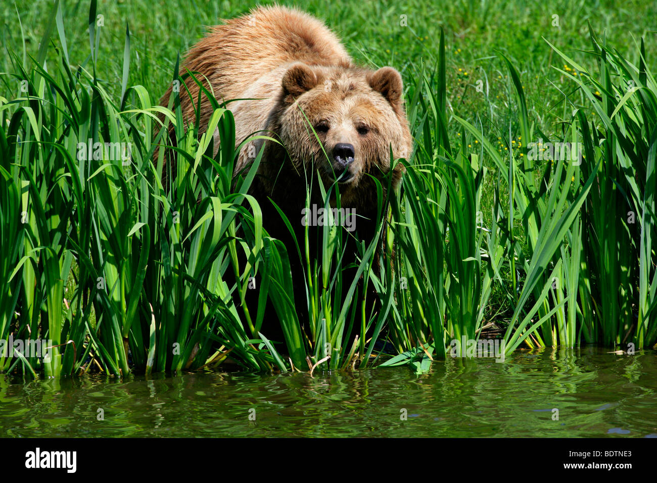 German bear animal hi-res stock photography and images - Alamy