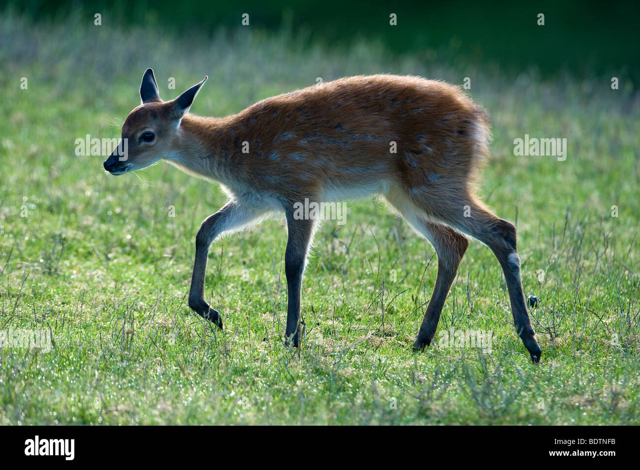 Sika (deer), Cervus nippon, young animal in backlight Stock Photo - Alamy