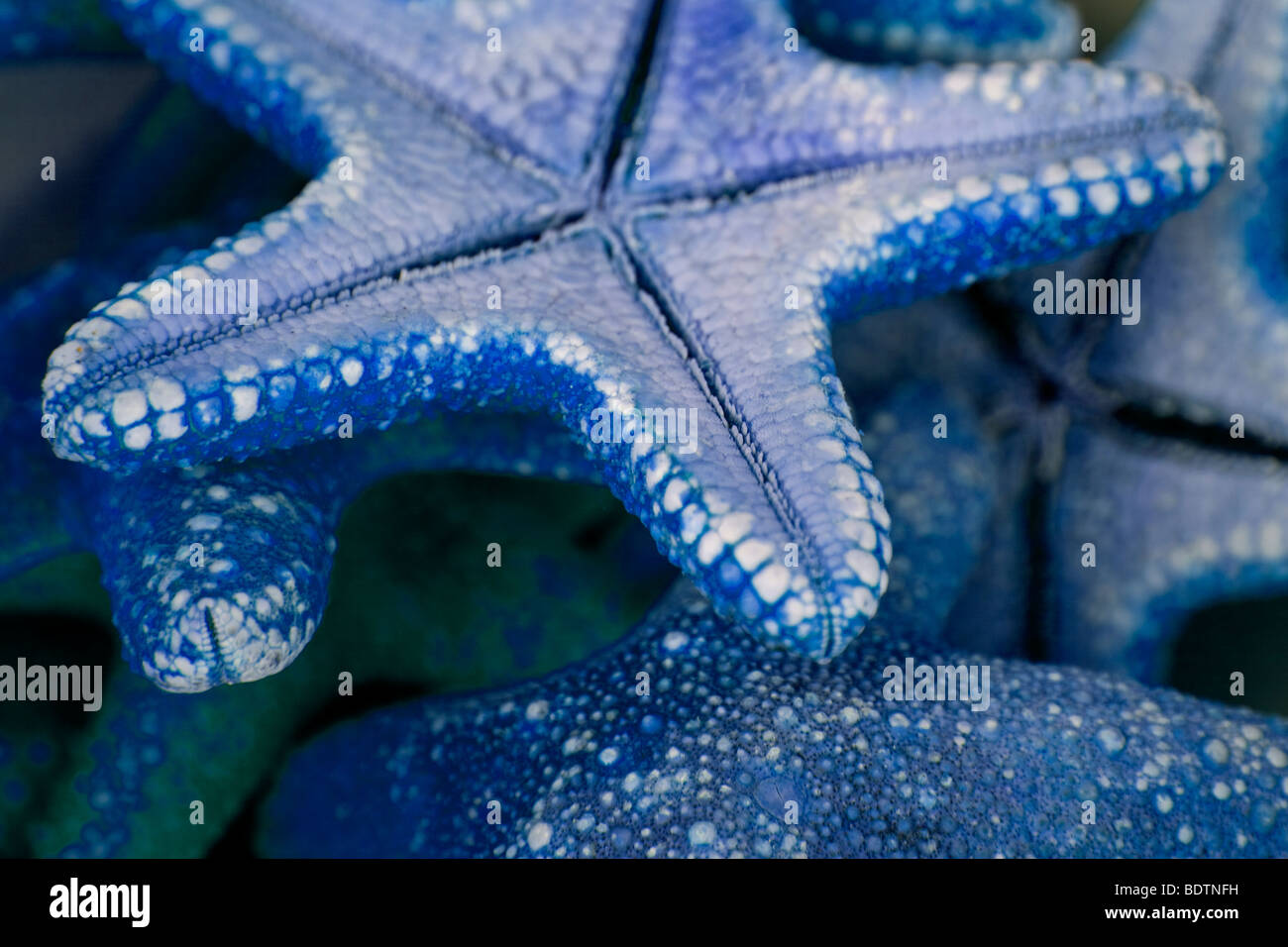Starfish bed hi-res stock photography and images - Alamy