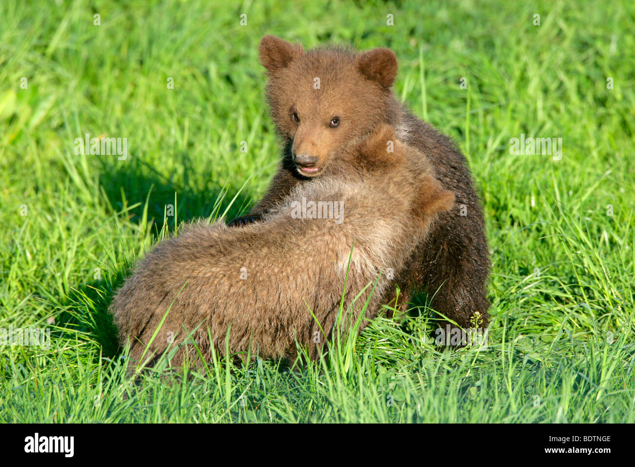 Brawl animals hi-res stock photography and images - Alamy
