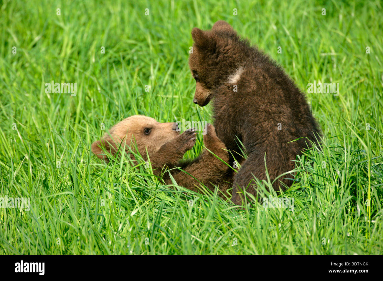 Brawl animals hi-res stock photography and images - Alamy