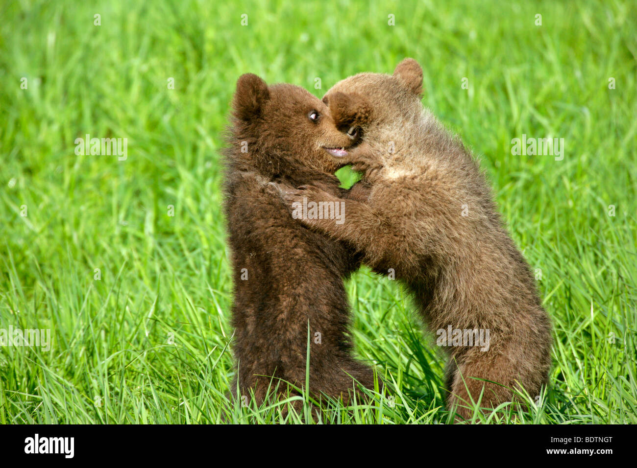 Bears Kissing High Resolution Stock Photography and Images - Alamy