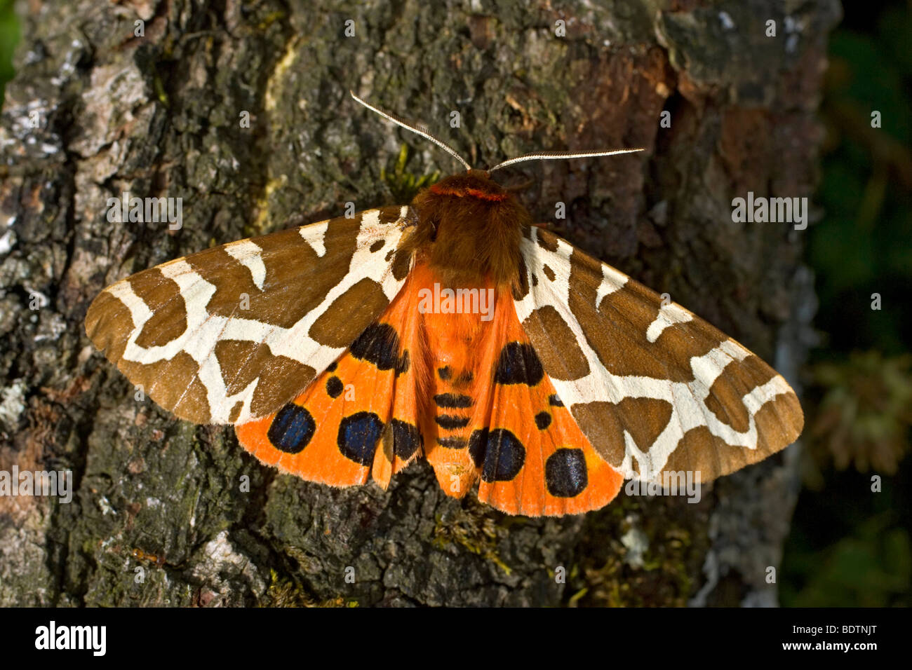Brauner Baer, Arctia caja, Garden tiger moth Stock Photo - Alamy