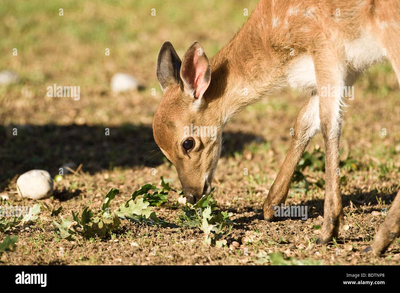 Deer eating acorns hi-res stock photography and images - Alamy