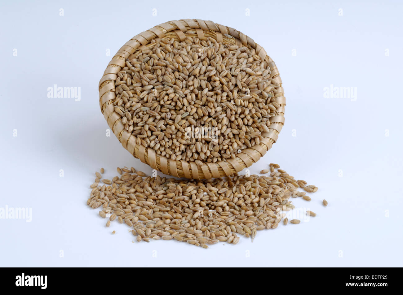 corn composite rye and wheat Stock Photo - Alamy