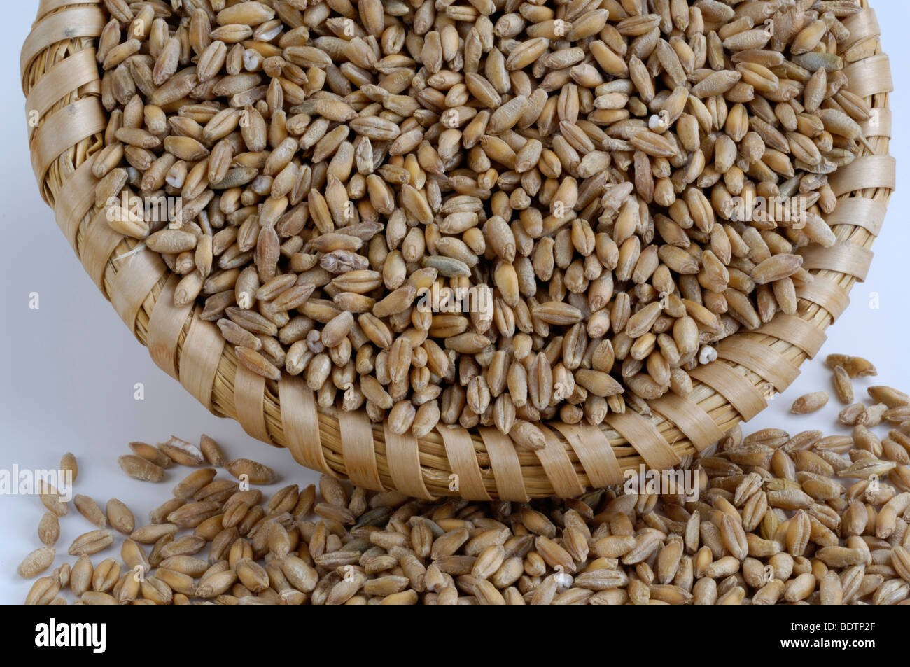 corn composite rye and wheat Stock Photo - Alamy