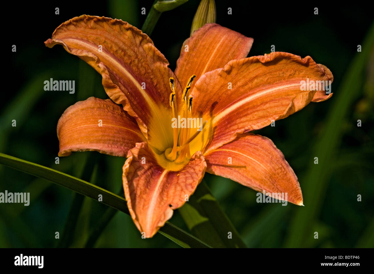 Hemerocallis fulva hi-res stock photography and images - Alamy