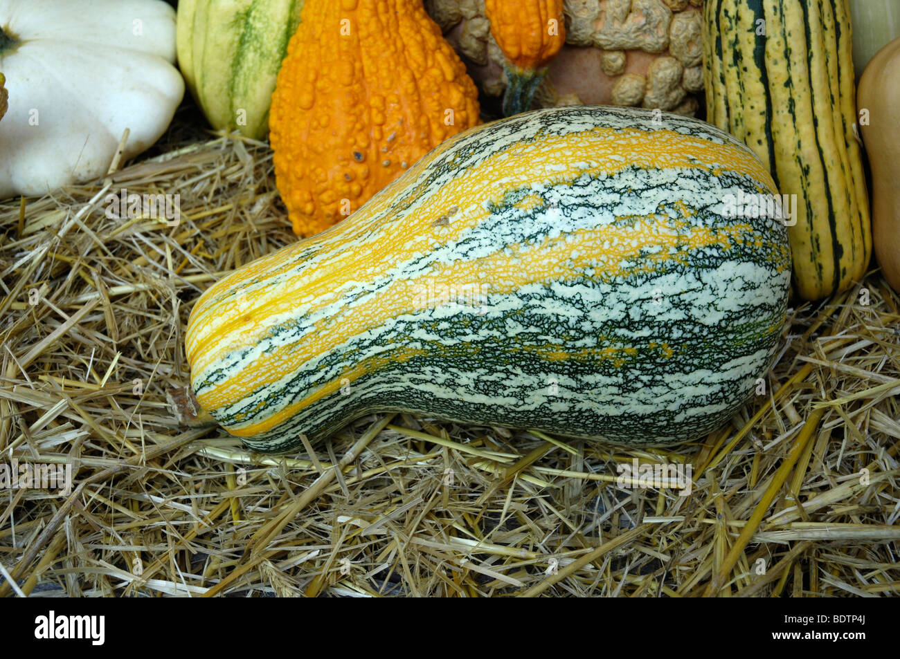 Pumpkins, Cucurbita pepo, Speisekuerbisse, Cushaw green striped ...