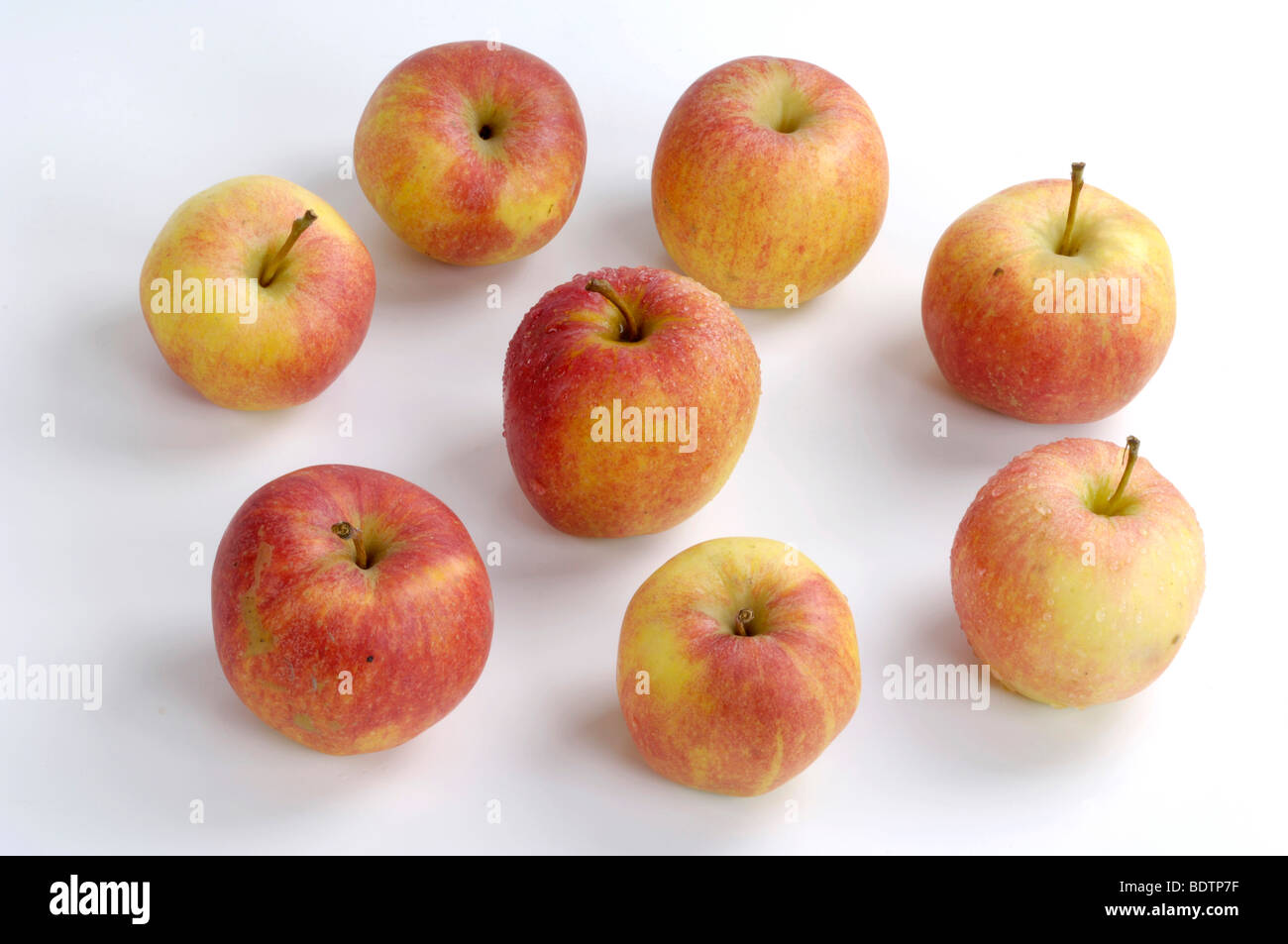 Apfel, Gala, Apples, Malus domesticus, Aepfel, innen, Studio, indoor ...