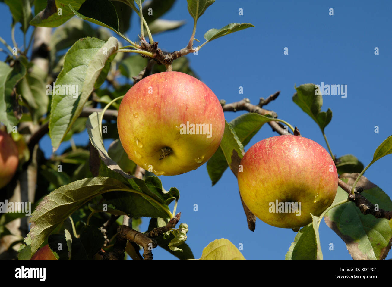 Apfel am baum hi-res stock photography and images - Alamy