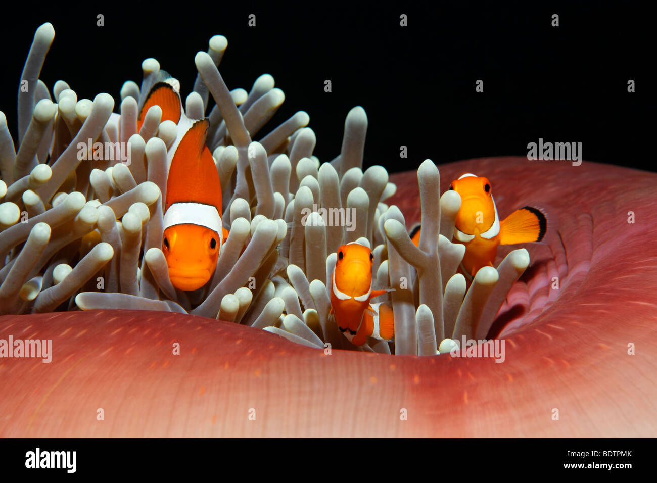 Nemo And Sea Anemone