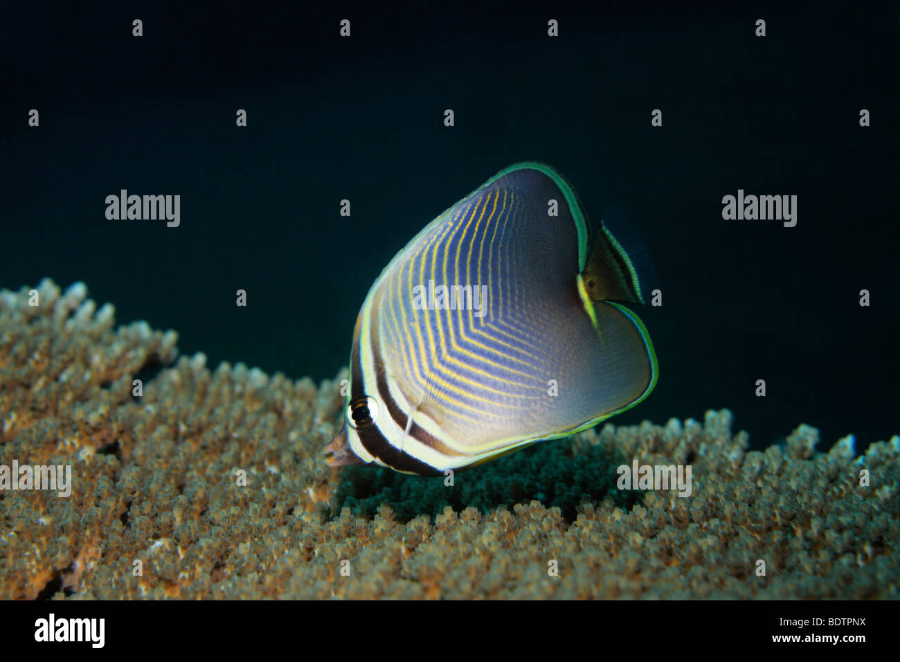 Eastern Triangle Butterflyfish (Chaetodon Baronessa) eating polyps from ...