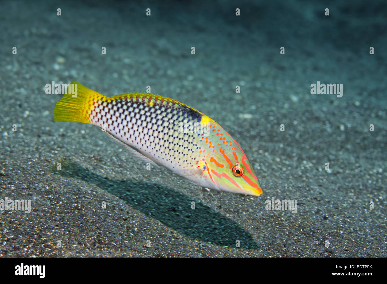 Checkerboard Wrasse (Halichoeres hortulanus), sandy ground, Bali ...