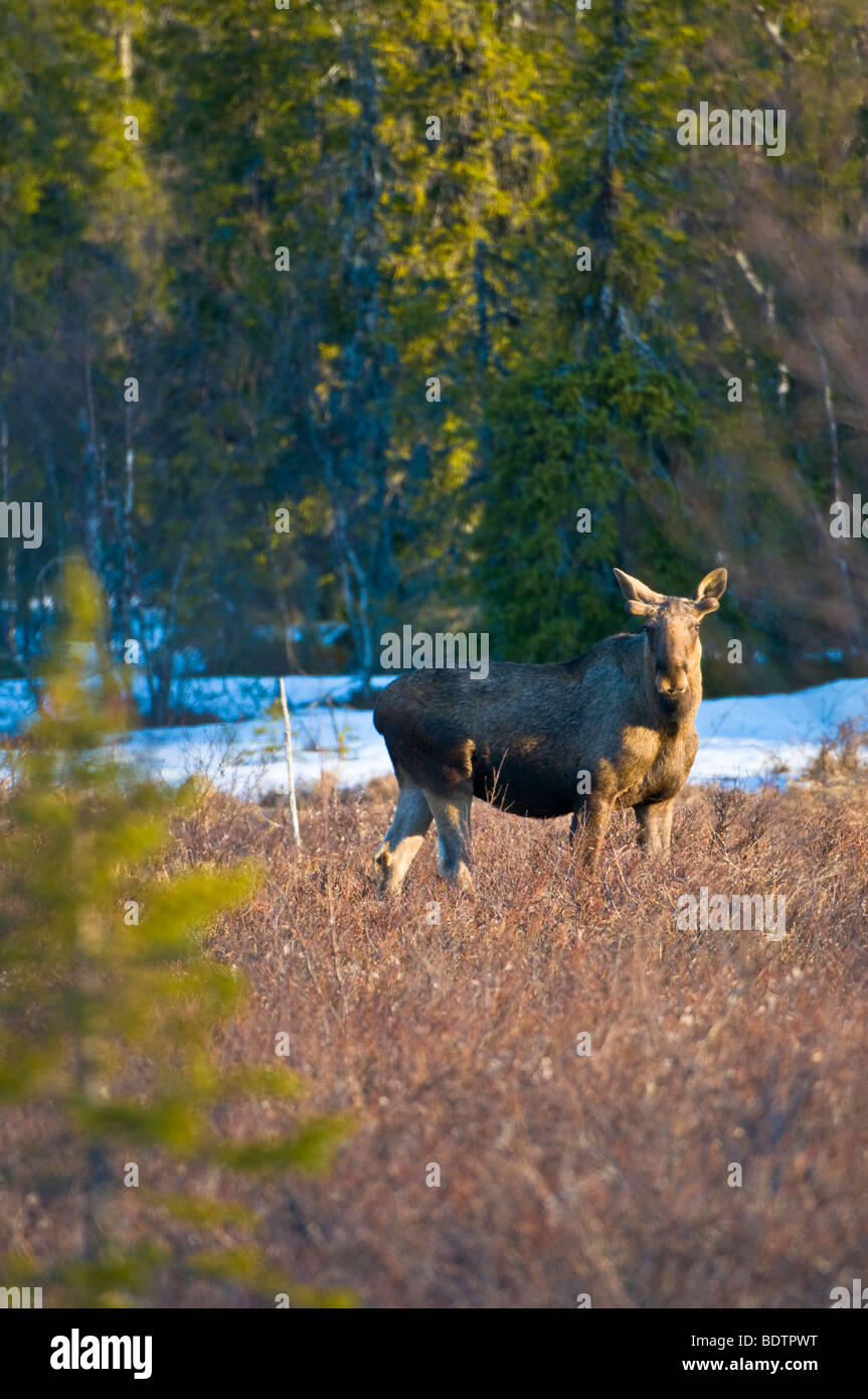 elch in freier wildbahn, alces alces, lappland, norrbotten, schweden ...