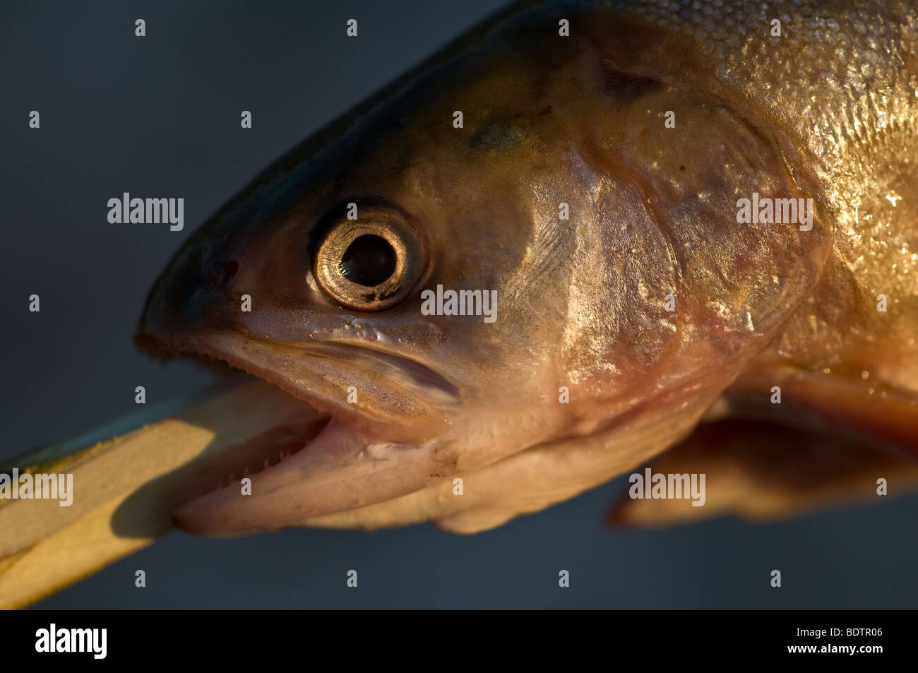 aufgespiesster fisch wird gegrillt, fish is roasting on a spit, lapland ...