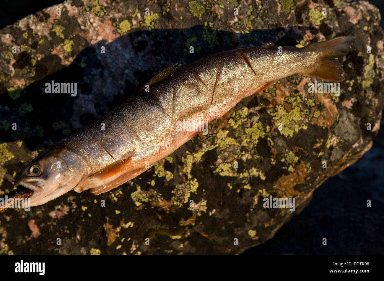 aufgespiesster fisch wird gegrillt, fish is roasting on a spit, lapland ...