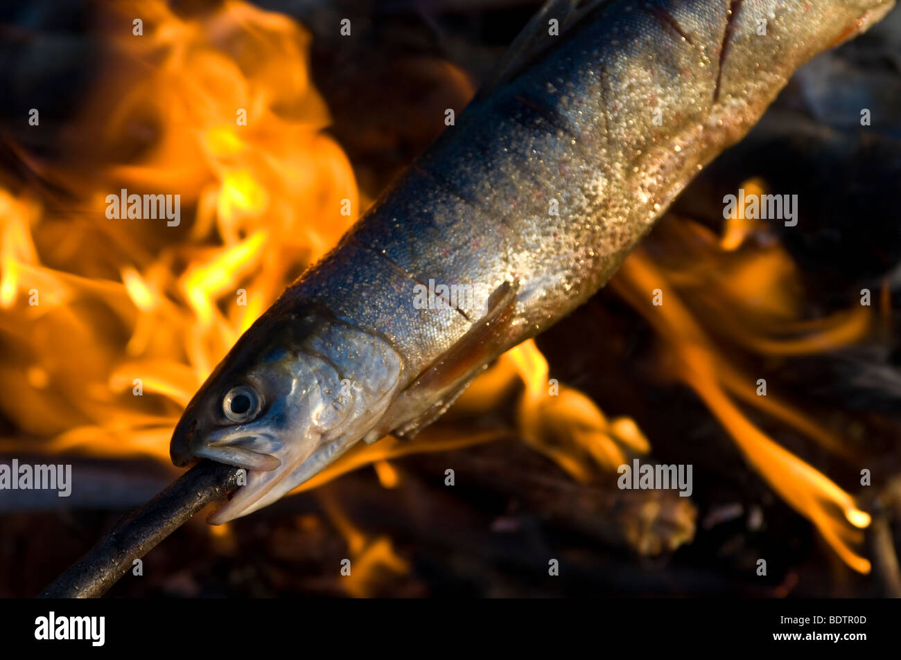 aufgespiesster fisch wird gegrillt, fish is roasting on a spit, lapland ...