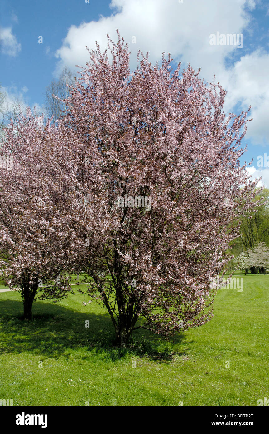 Cherry Plums 'Nigra' / (Prunus cerasifera Stock Photo - Alamy