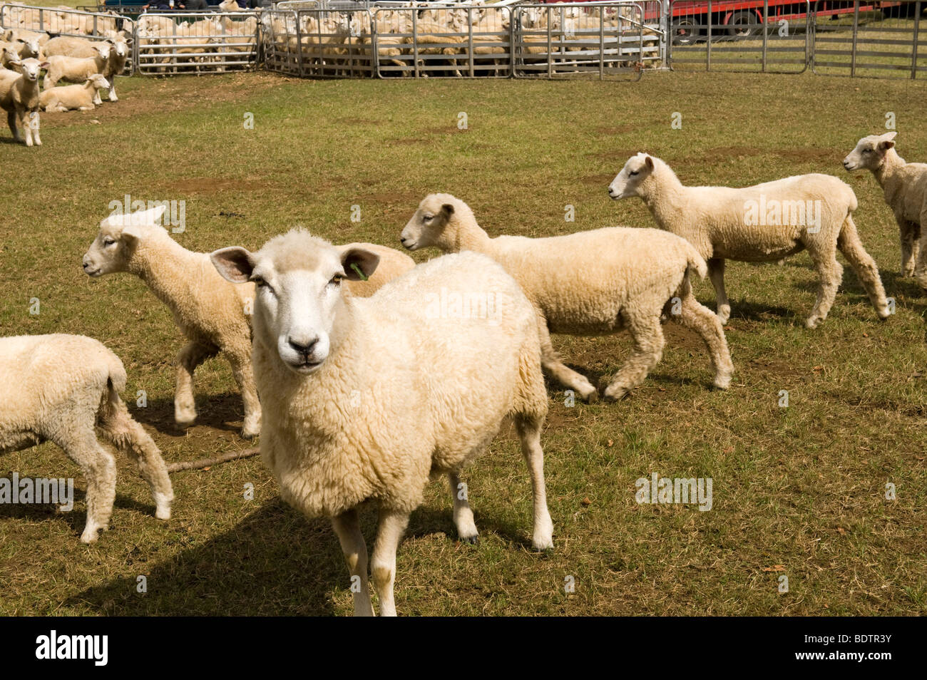 Sheep Pen High Resolution Stock Photography and Images - Alamy
