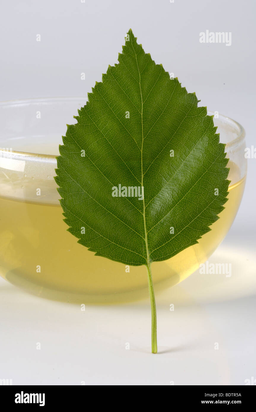 Birch leave betula pendula hi-res stock photography and images - Alamy