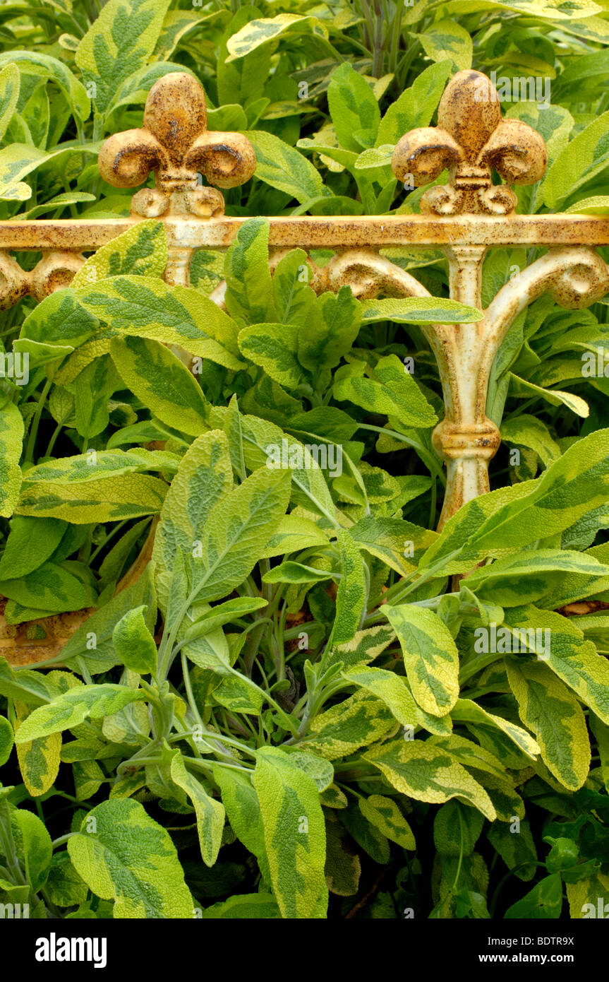 Common Sage, medicinal herbs (Icertina, Salvia officinalis Stock Photo ...