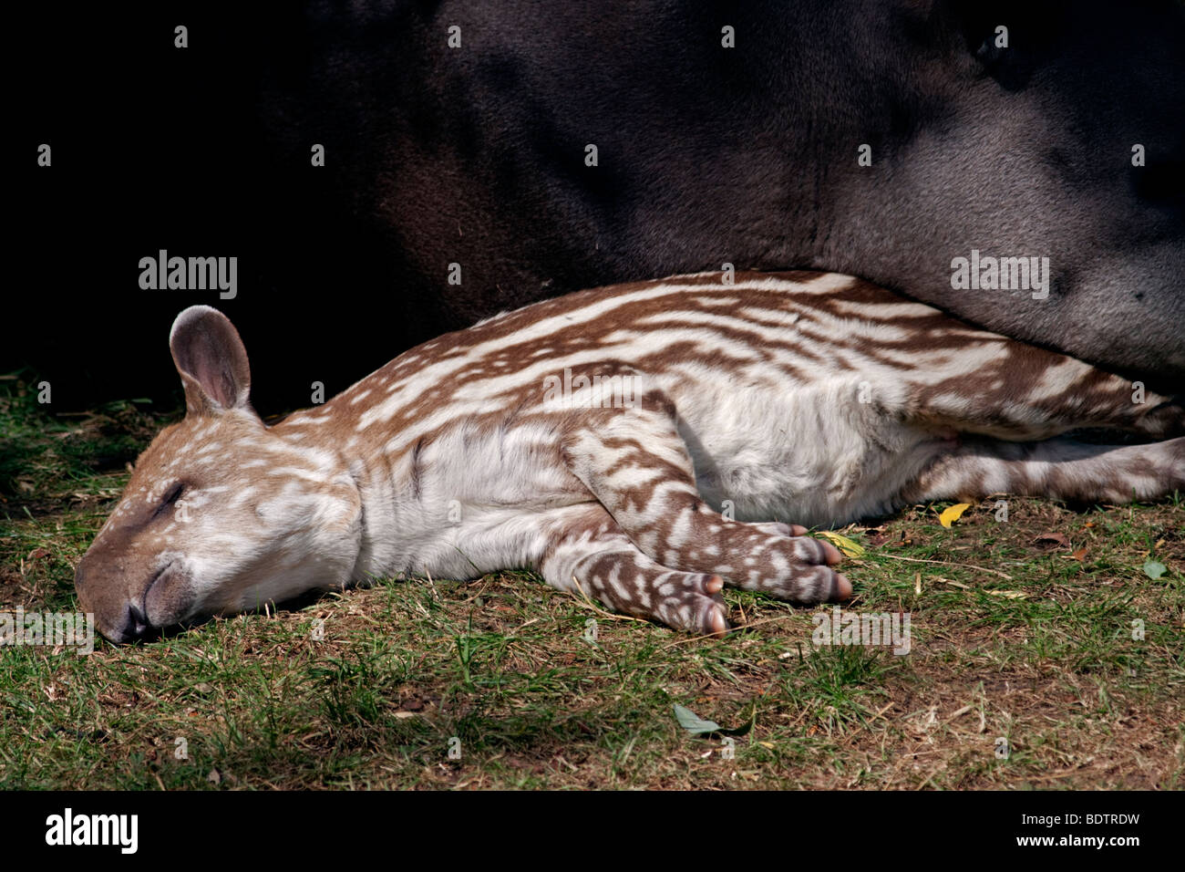 Tapir calves hi-res stock photography and images - Alamy