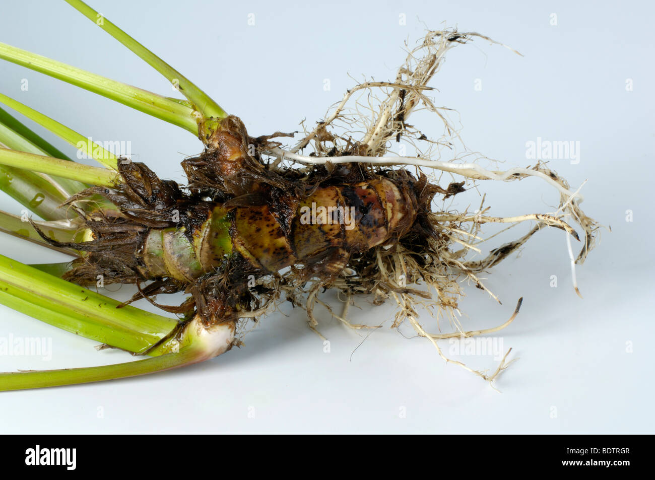 Acorus root, Cinnamon Sedge, Flagroot, Myrtle Flag, Sweet Calamus ...