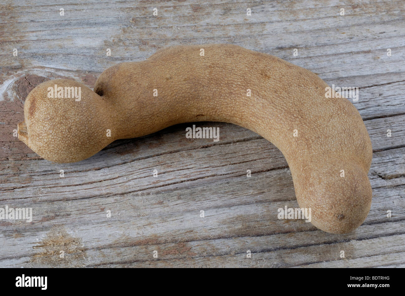 Tamarind fruits, Tamarindus indica, Tamarinde, Fruchthuelsen Stock ...