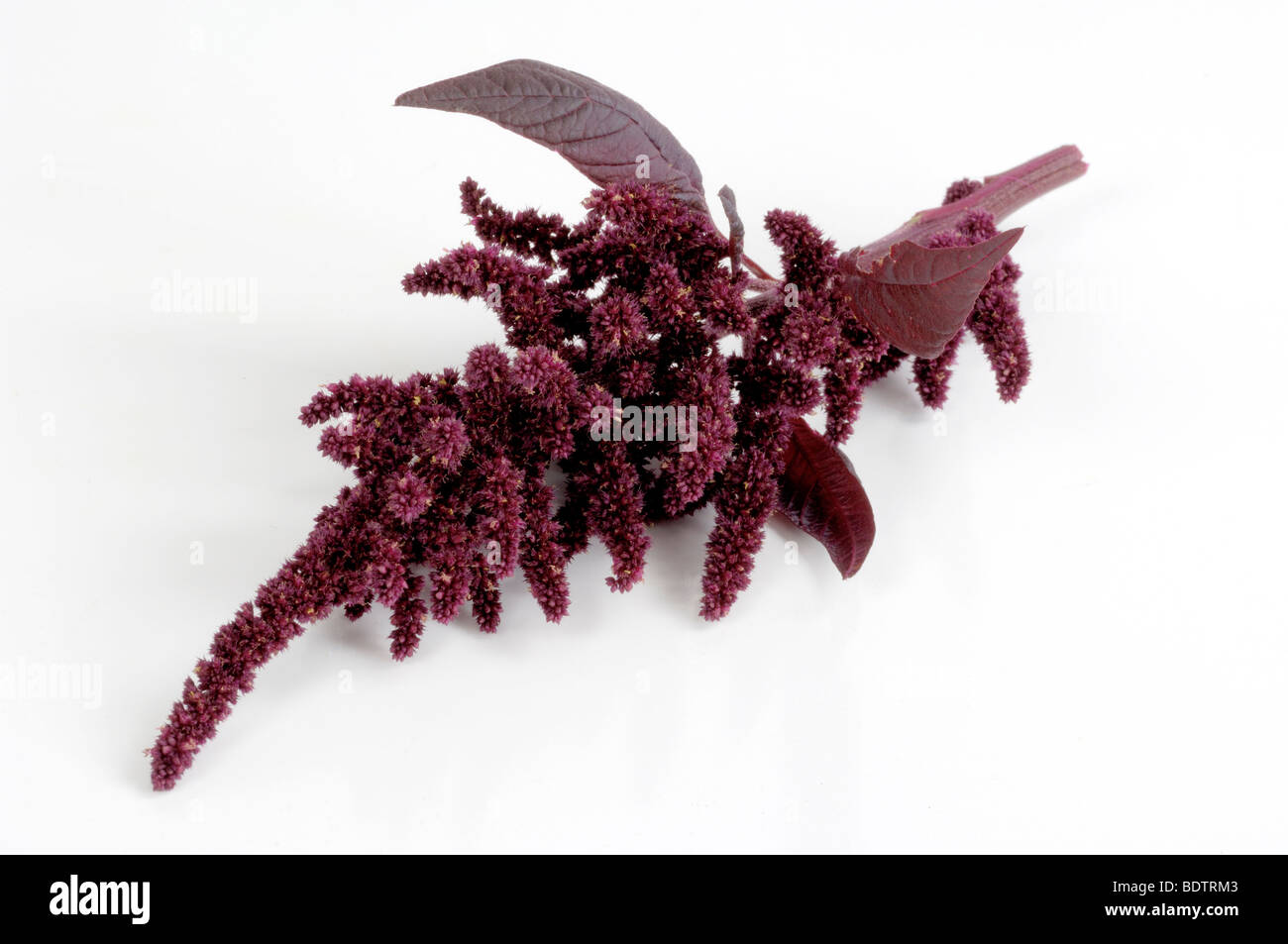 Love lies bleeding amaranth Cut Out Stock Images & Pictures - Alamy