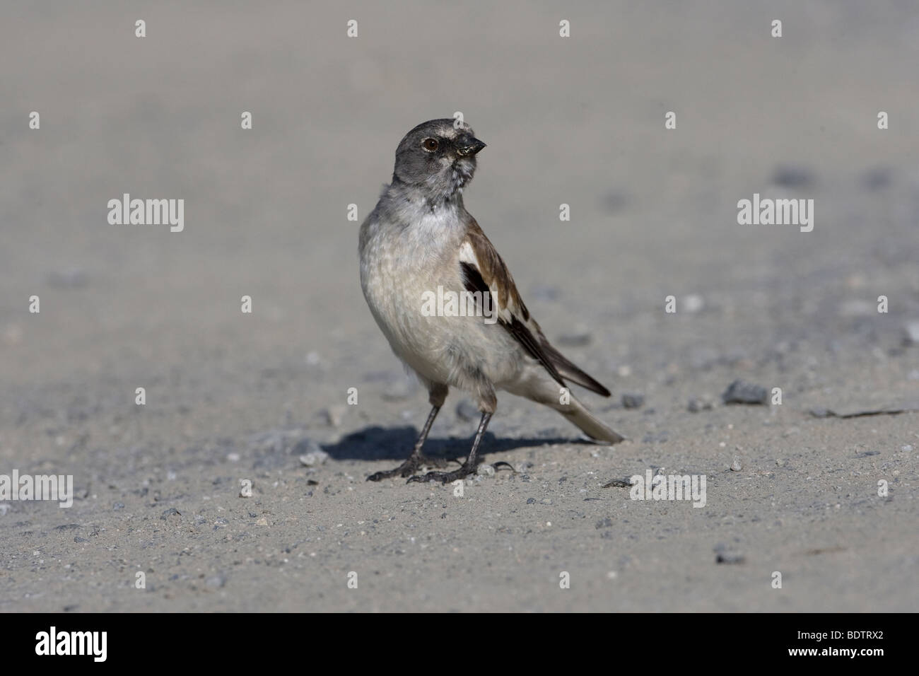 White Winged Snowfinch High Resolution Stock Photography and Images - Alamy