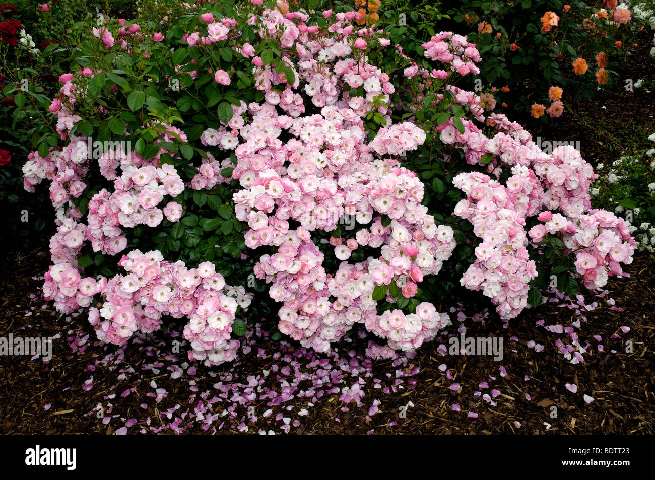 Shrub Rose, Rosa spec.,Strauchrose Angela Stock Photo - Alamy