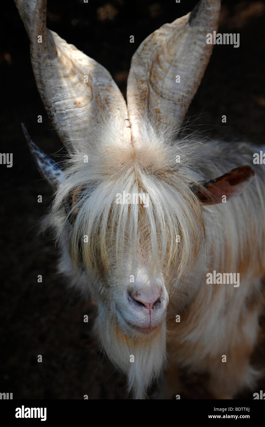 Rare breed of goat hi-res stock photography and images - Alamy