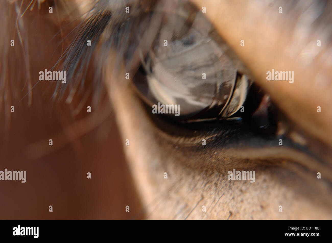 Horse mule hi-res stock photography and images - Alamy