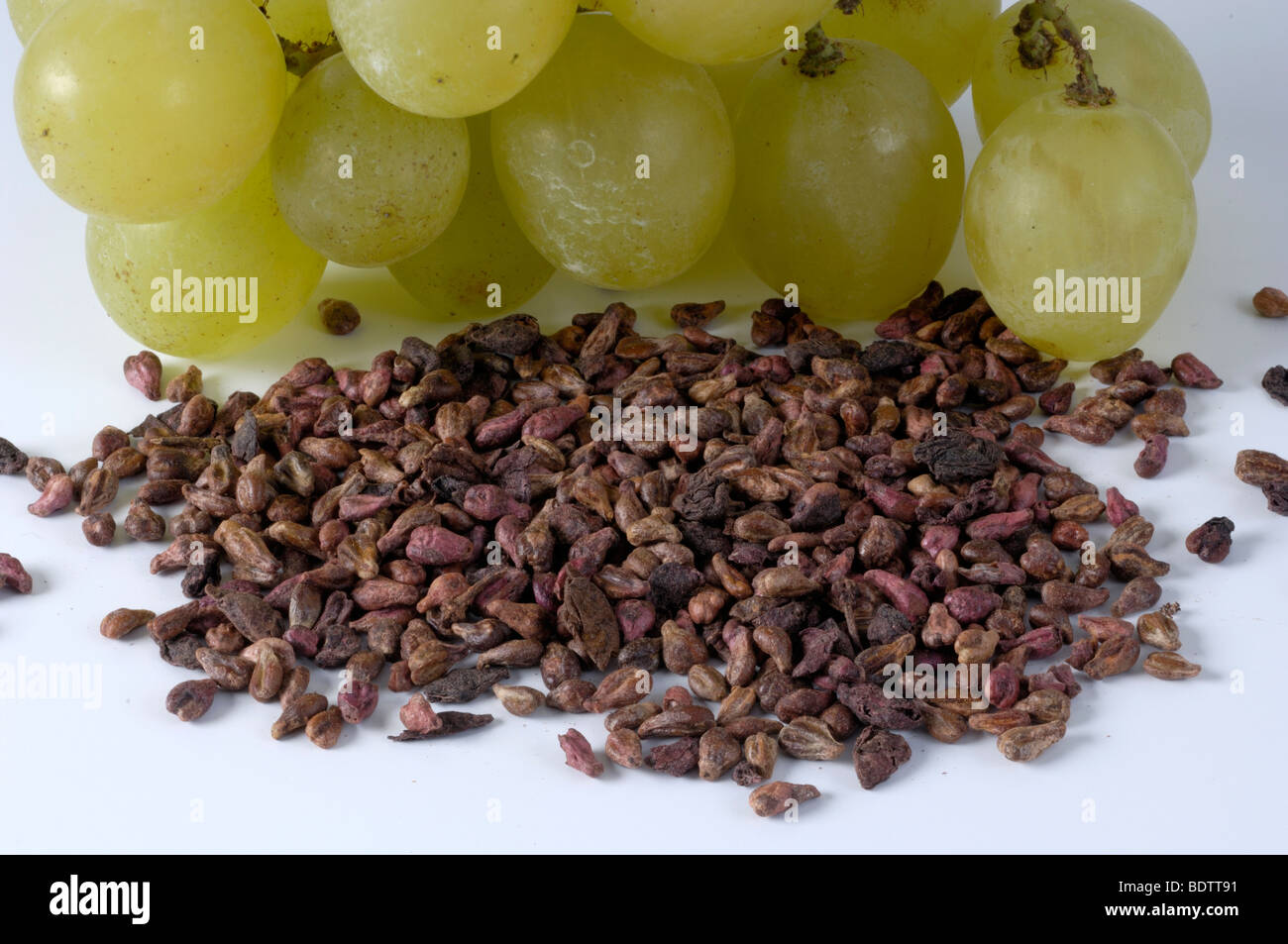 Common Grape, Vine grape seeds + grape-vine / (Vitis vinifera Stock ... Common Grape, Vine grape seeds + grape-vine / (Vitis vinifera Stock ...