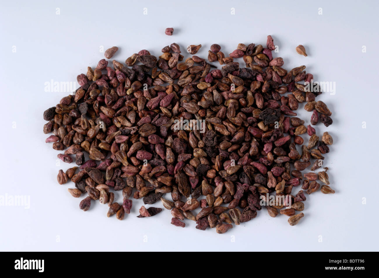 Common Grape, Vine grape seeds / (Vitis vinifera Stock Photo - Alamy Common Grape, Vine grape seeds / (Vitis vinifera Stock Photo - Alamy