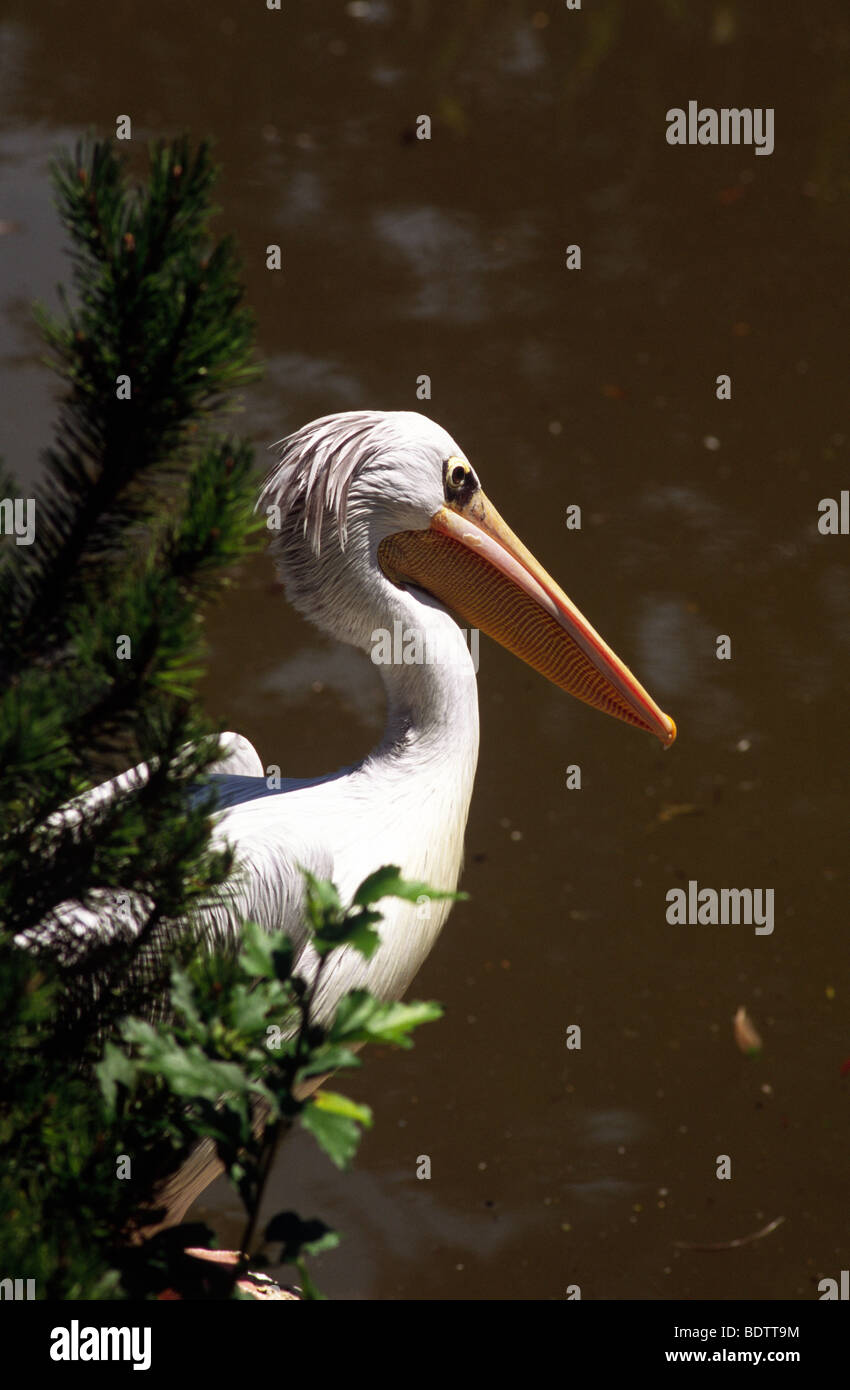 Pelican cute hi-res stock photography and images - Alamy