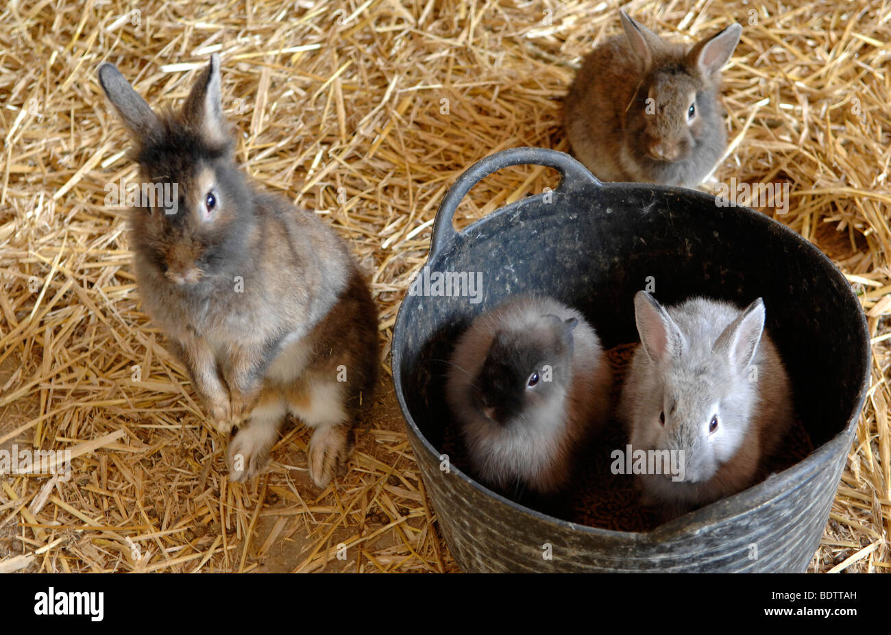 Rabbits Group High Resolution Stock Photography and Images - Alamy