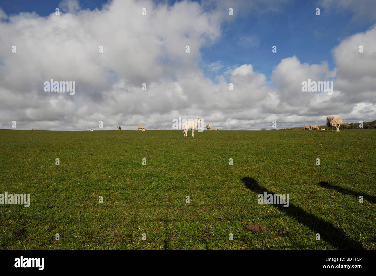 Lambs in field in spring hi-res stock photography and images - Alamy