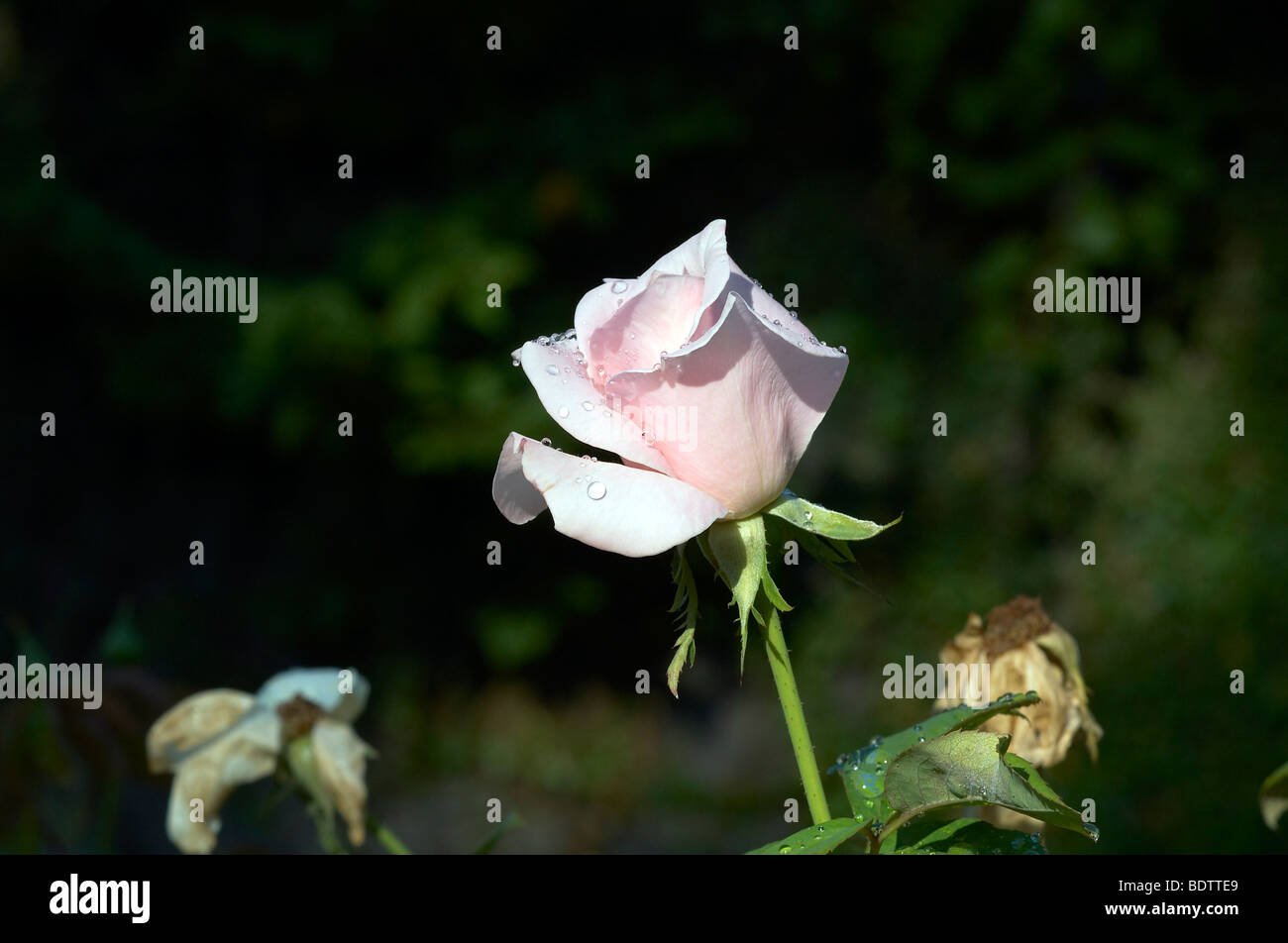Only one pink rose and green leaves hi-res stock photography and images ...