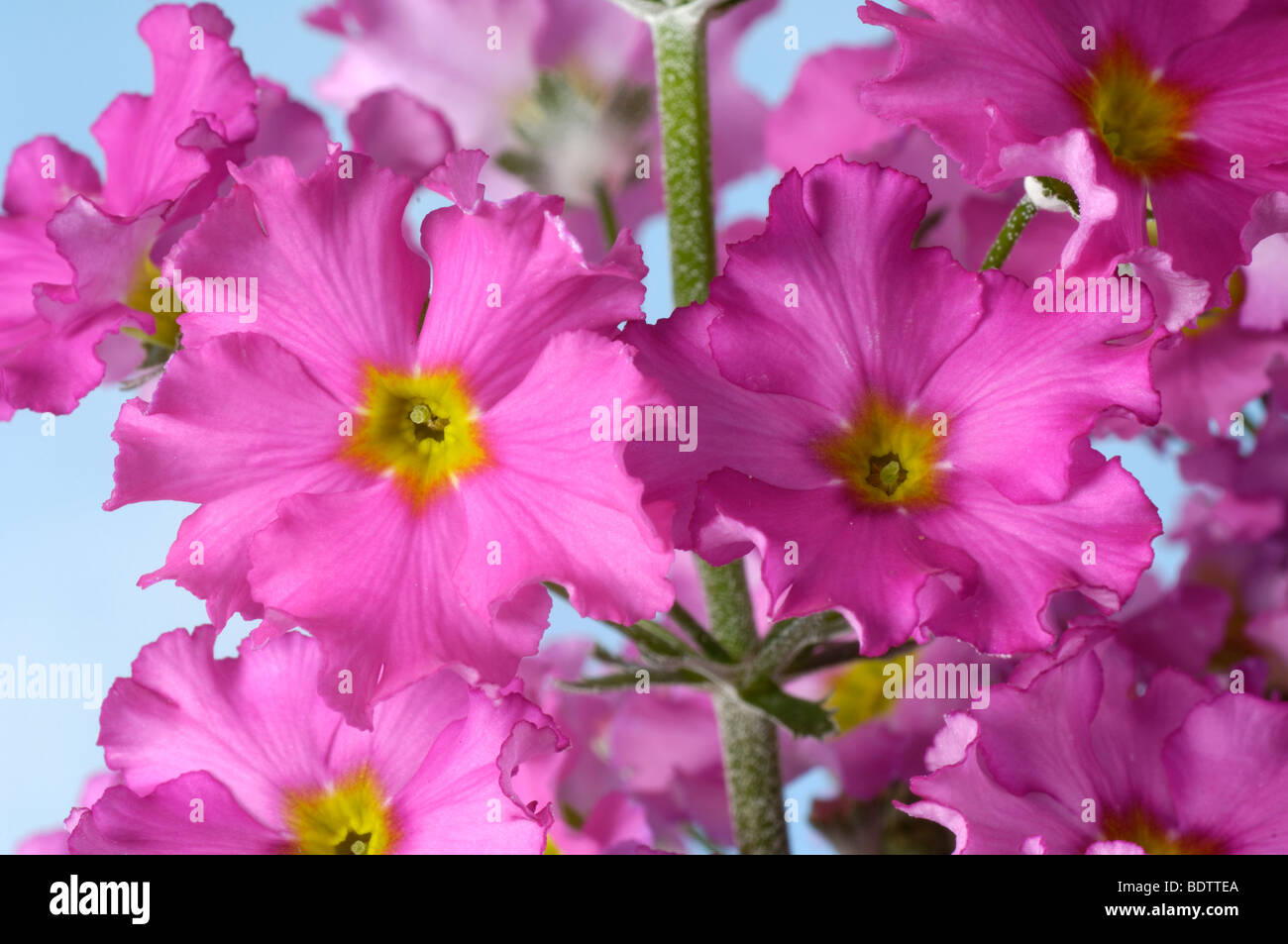 Fairy Primrose / (Primula malacoides) | Flieder- oder Etagenprimel ...