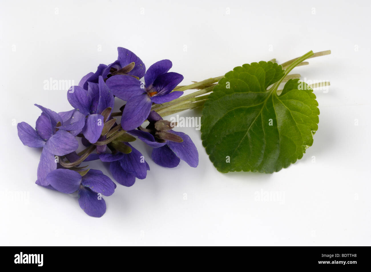 Violet, Viola odorata, Duftveilchen, Viola odorata, Maerzveilchen ...