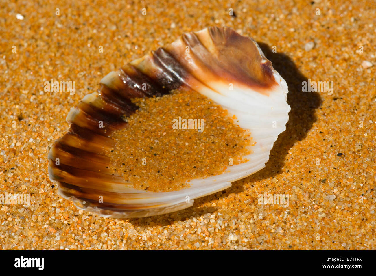 Pecten novaezealandiae hi-res stock photography and images - Alamy