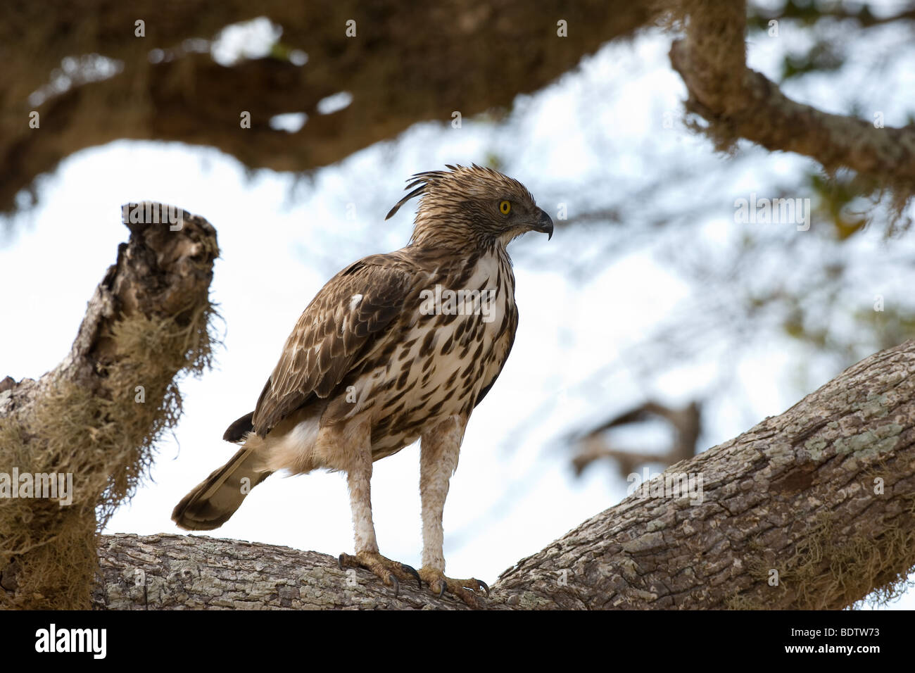 Crested Hawk-eagle or Changeable Hawk-eagle (Nisaetus cirrhatus) at ...