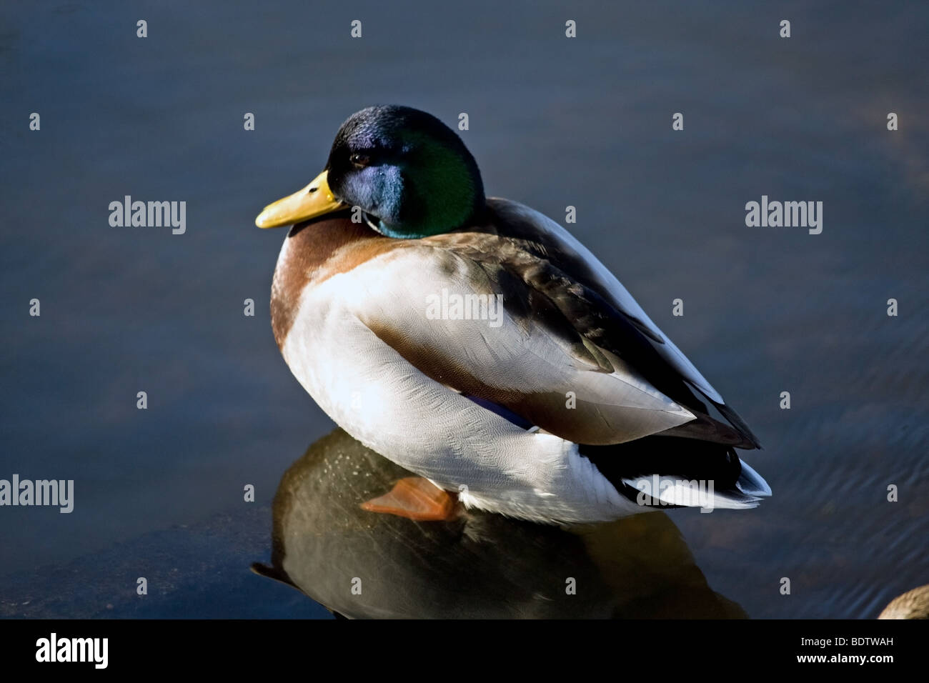 Drake hall hi-res stock photography and images - Alamy