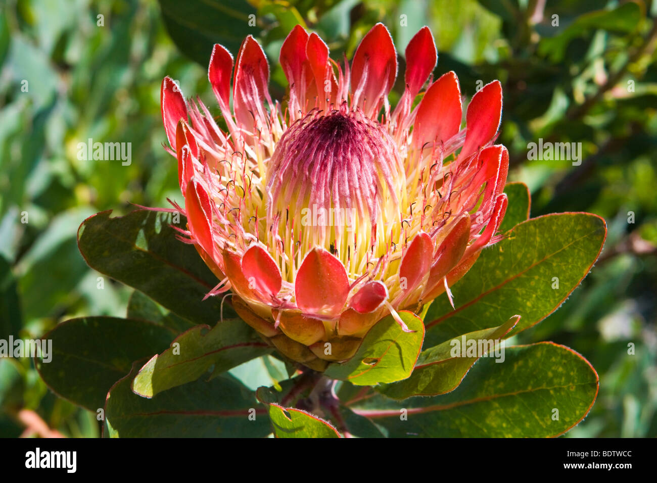 Red protea hi-res stock photography and images - Alamy