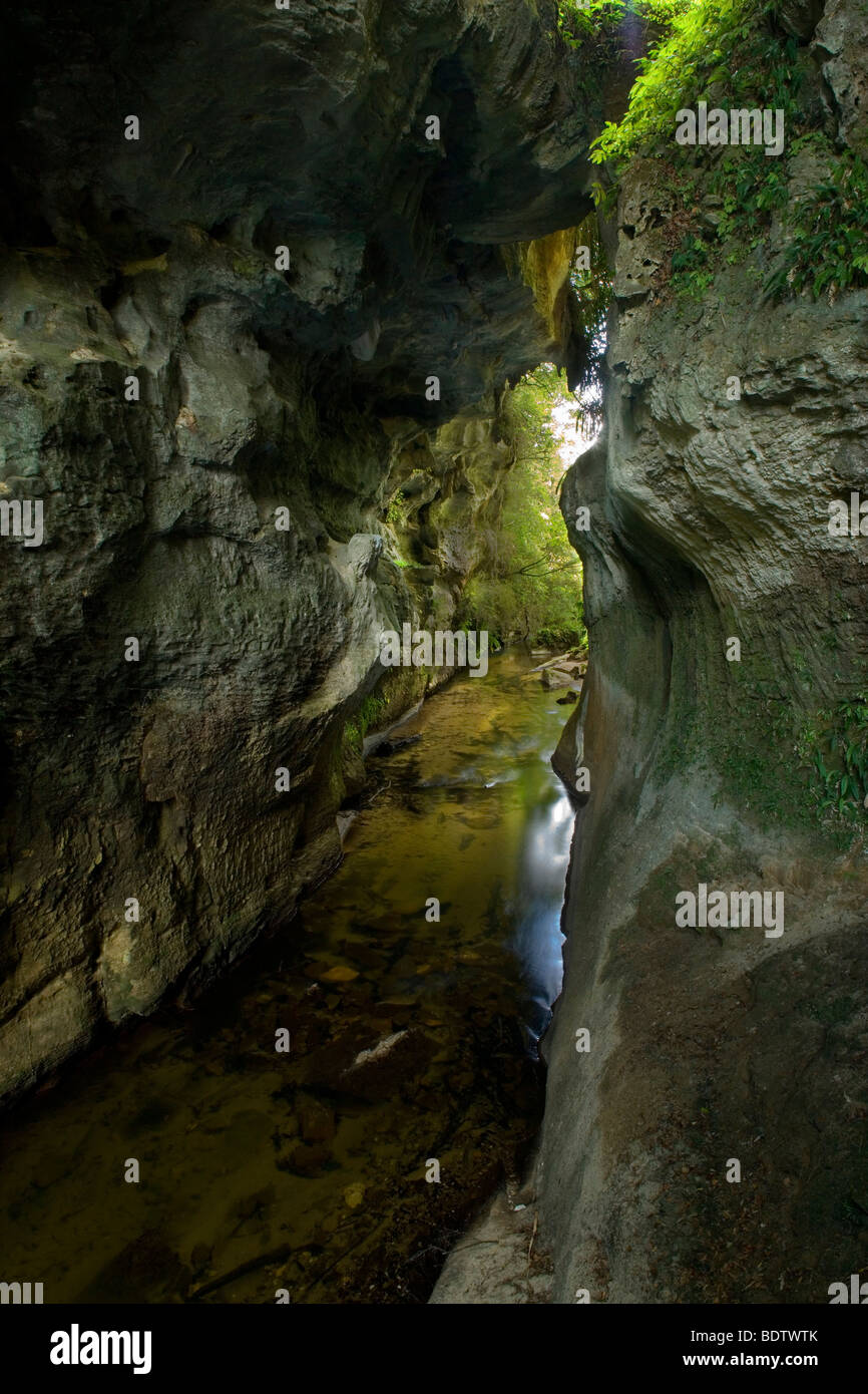 natural limestone arch and brook at Mangapohoe Natural Bridge, Waitomo ...