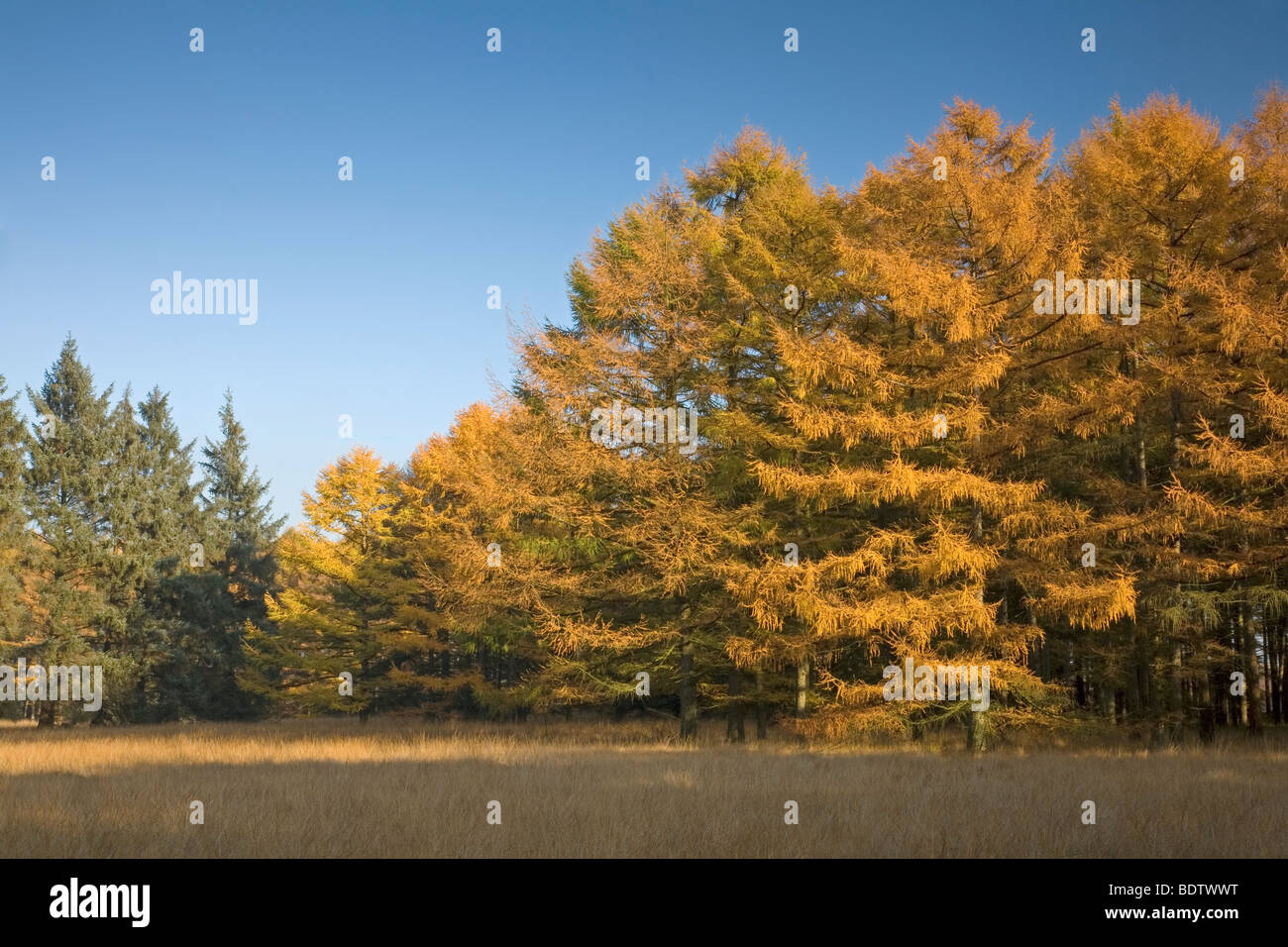 Europaeische Laerche - (Laerche) / European Larch - (Larch) / Larix ...