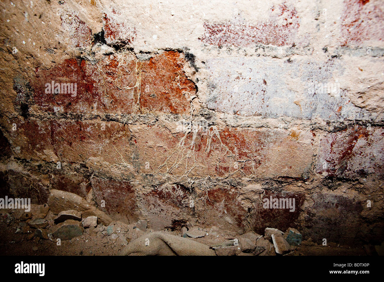 Hyphae hi-res stock photography and images - Alamy