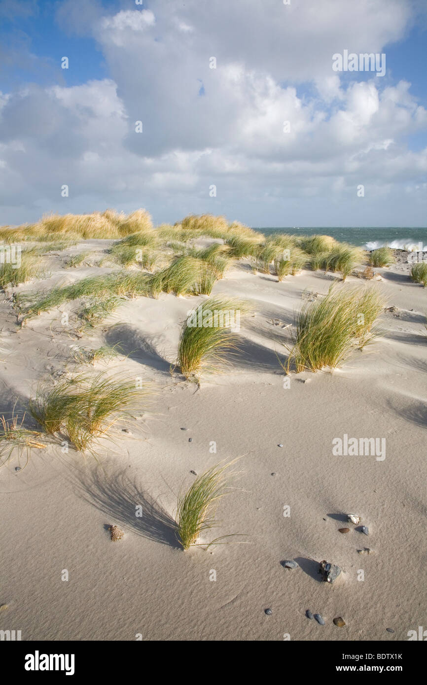 Hafer pflanze hi-res stock photography and images - Alamy